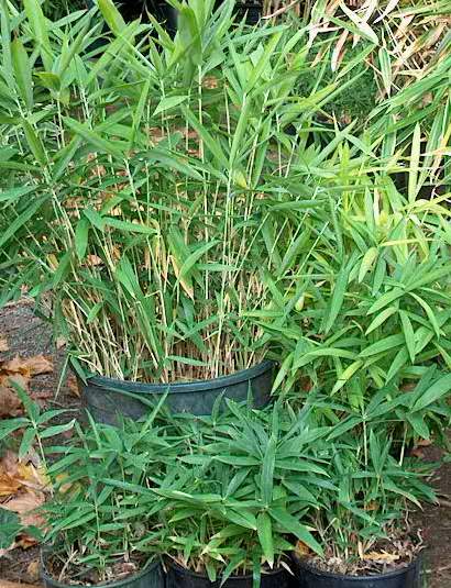 Bamboo /bamboovictoria.ca Peninsula Flowers Nursery